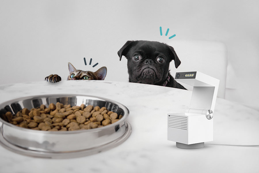 How to Travel When You Have Pets at Home